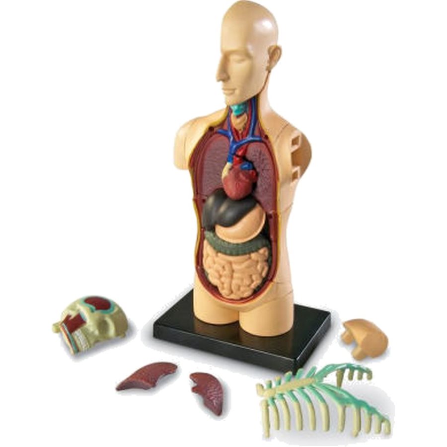 Modele Corps Anatomie Humain